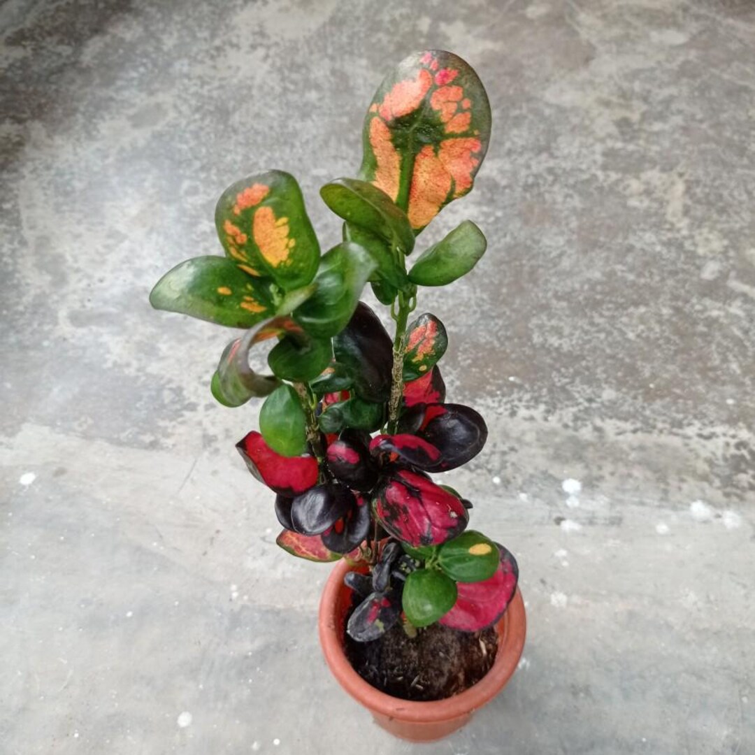 Codiaeum Variegatum Croton Apple Mikro Free Phytosanitary Certificate ...