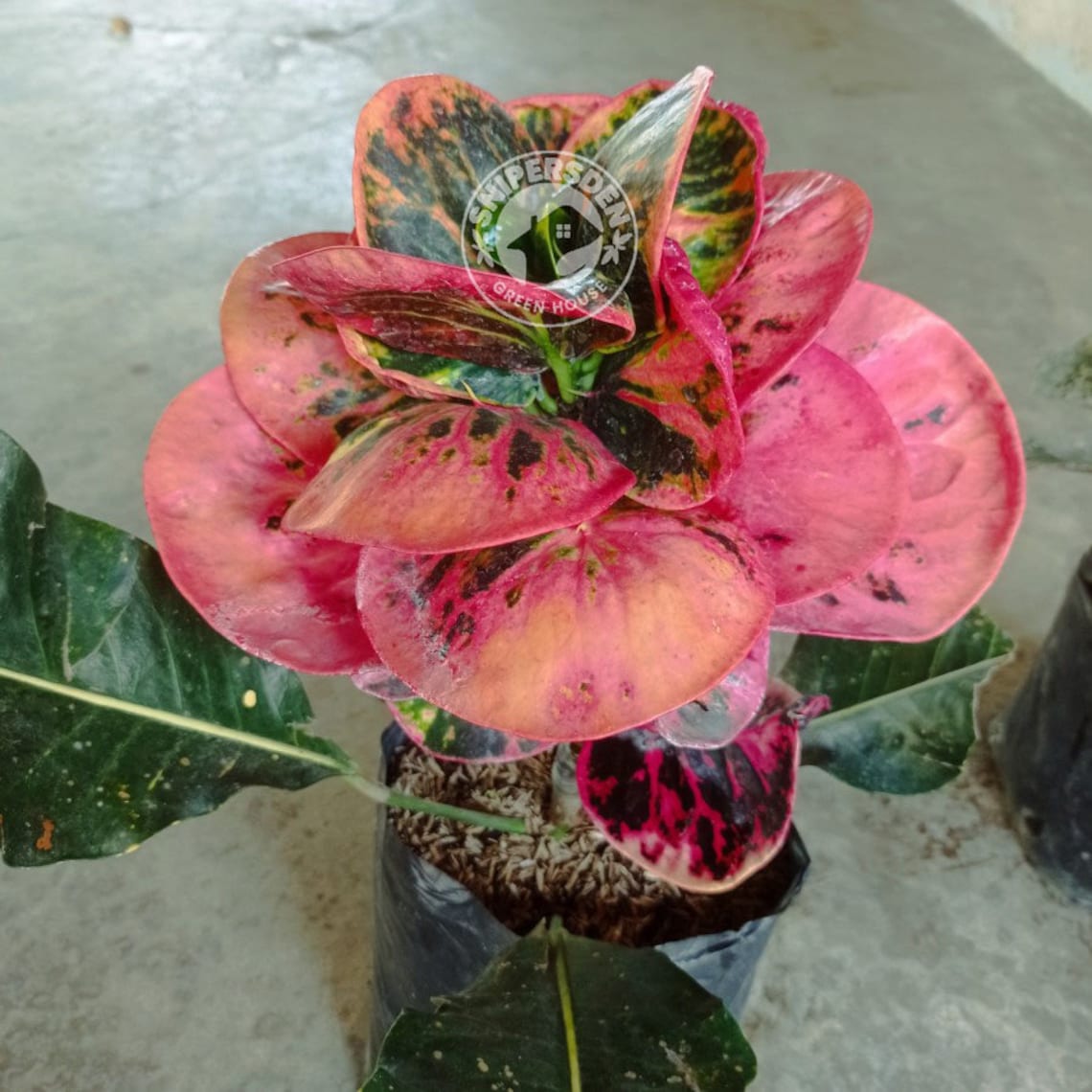 Codiaeum Variegatum Croton Rose Marry Free Phytosanitary Certificate ...