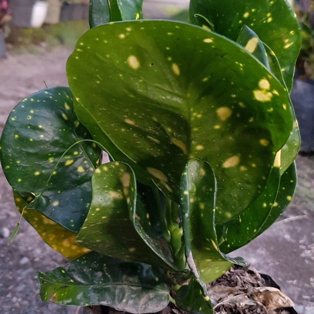 Codiaeum Variegatum Croton Apple Mars Tiger Free Phytosanitary ...