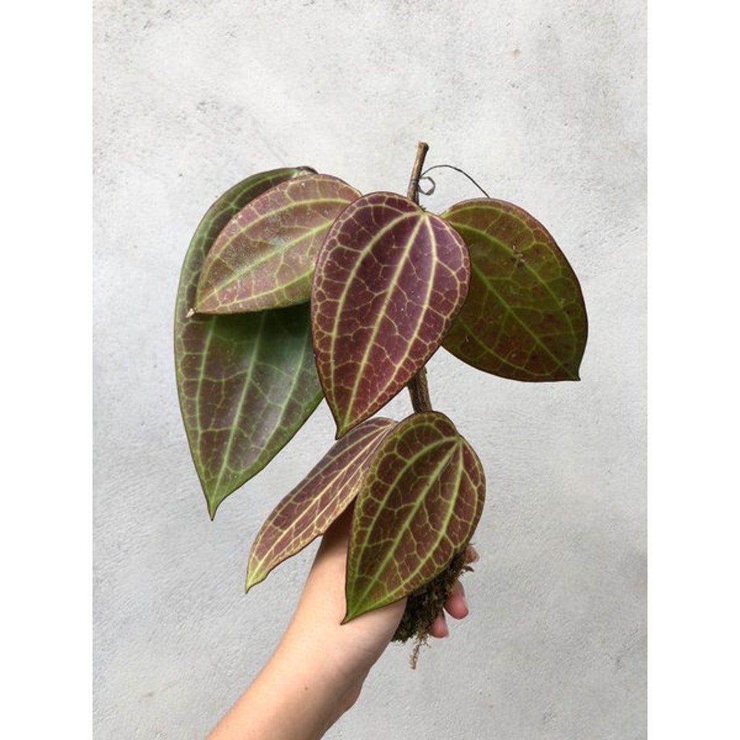 Hoya Latifolia Red the Most Unique Hoya Flower Rare Free Phytosanitary ...