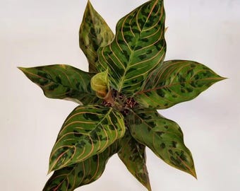 US Seller Rare Aglaonema Red Army Live Rooted Plant- 4 Inch Pot - Etsy