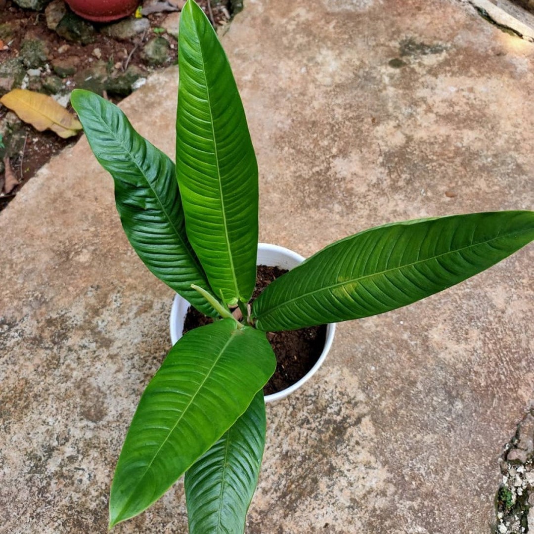 Philodendron Lynette Free Phytosanitary Certificate Fast Shipping by ...