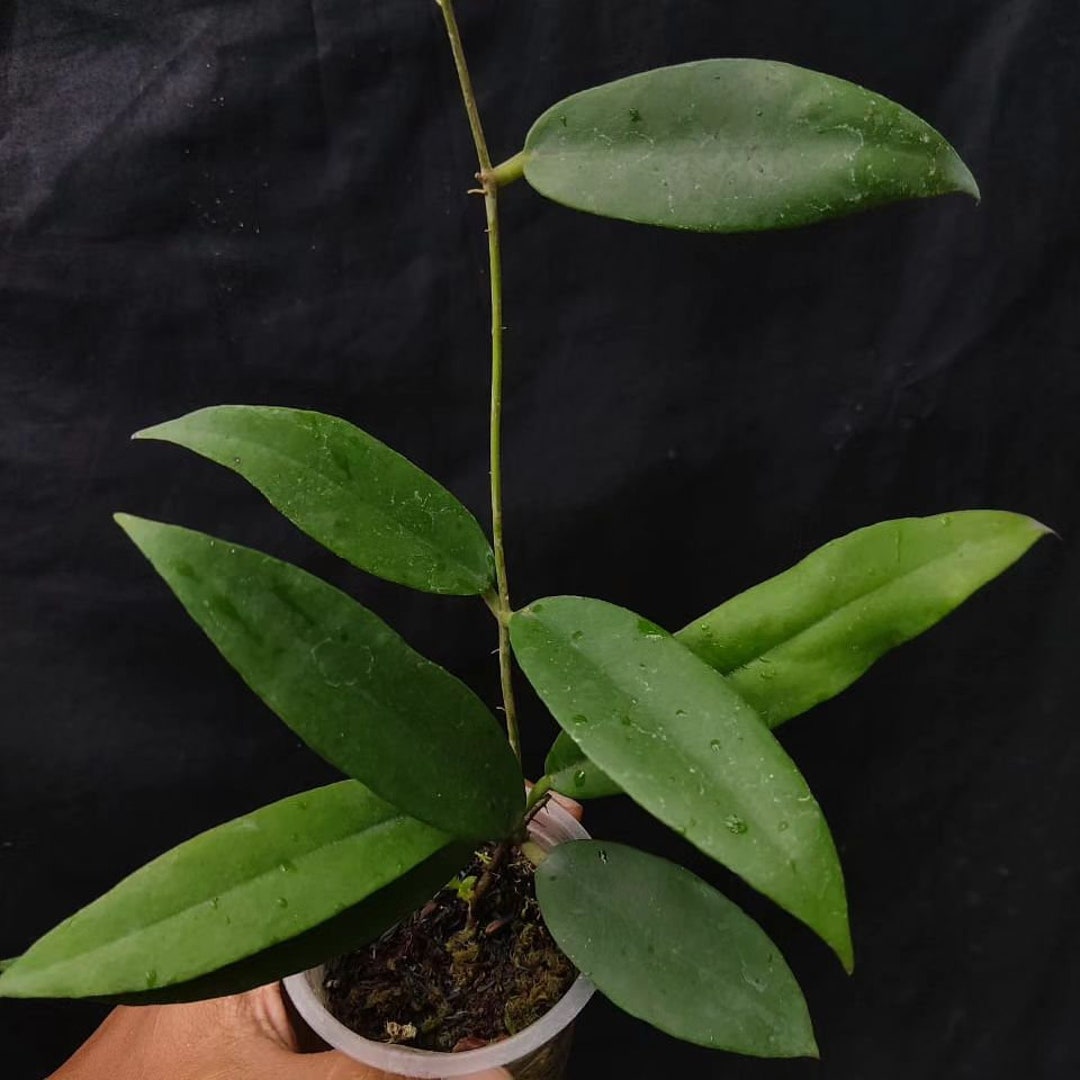 Hoya Fauziana the Most Unique Hoya Flower Rare to Find! - Etsy