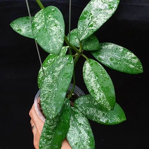 Hoya Diversifolia Splash the Most Unique Hoya Flower Rare to Find! - Etsy