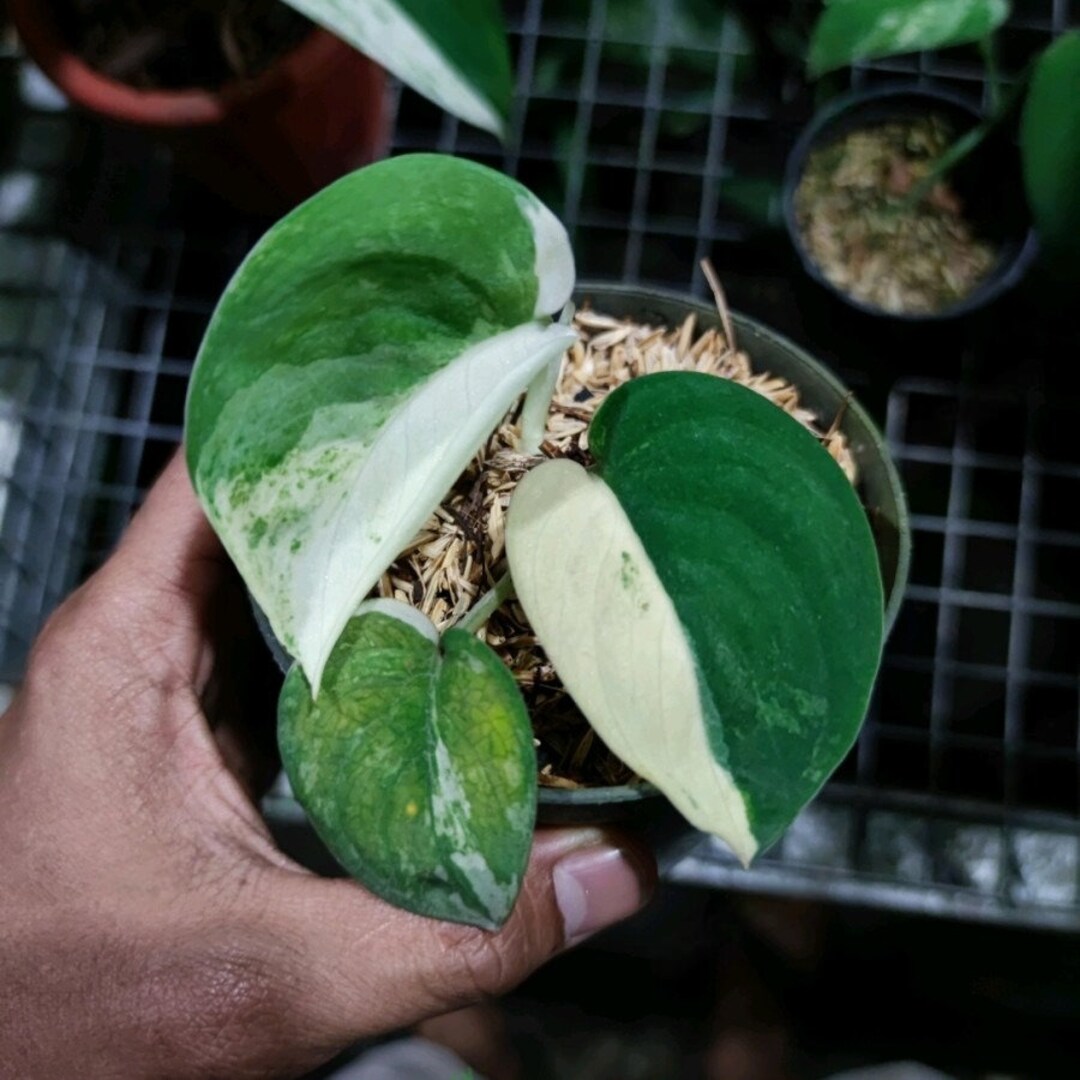 Scindapsus Mangurai Variegated Free Phytosanitary Certificate Fast ...