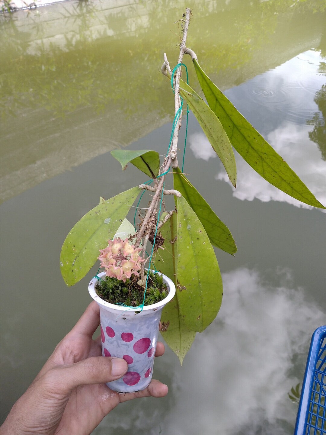 Hoya Puttusibau the Most Unique Hoya Flower Rare to Find! - Etsy