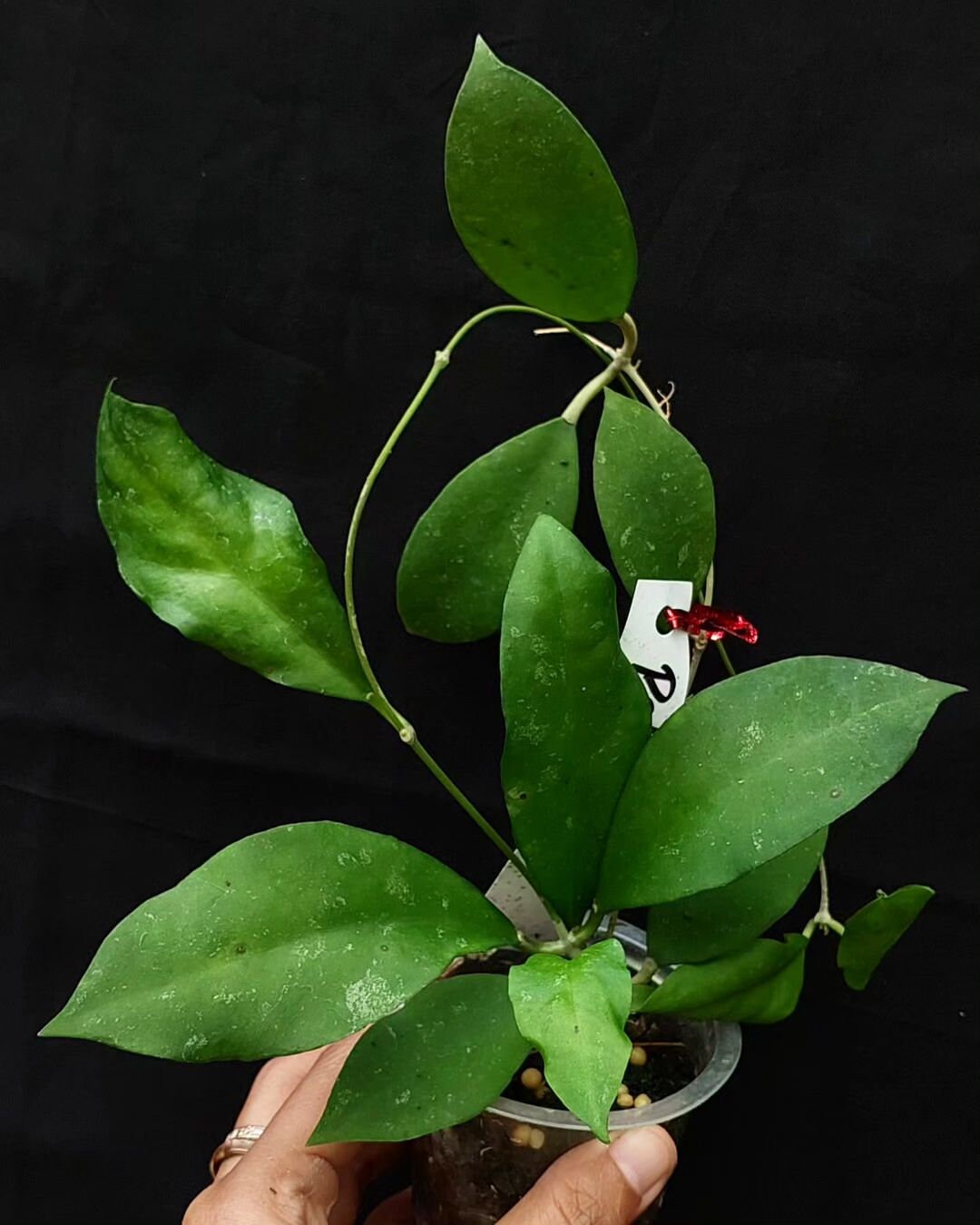 Hoya Polypus Pink the Most Unique Hoya Flower Rare to Find! - Etsy