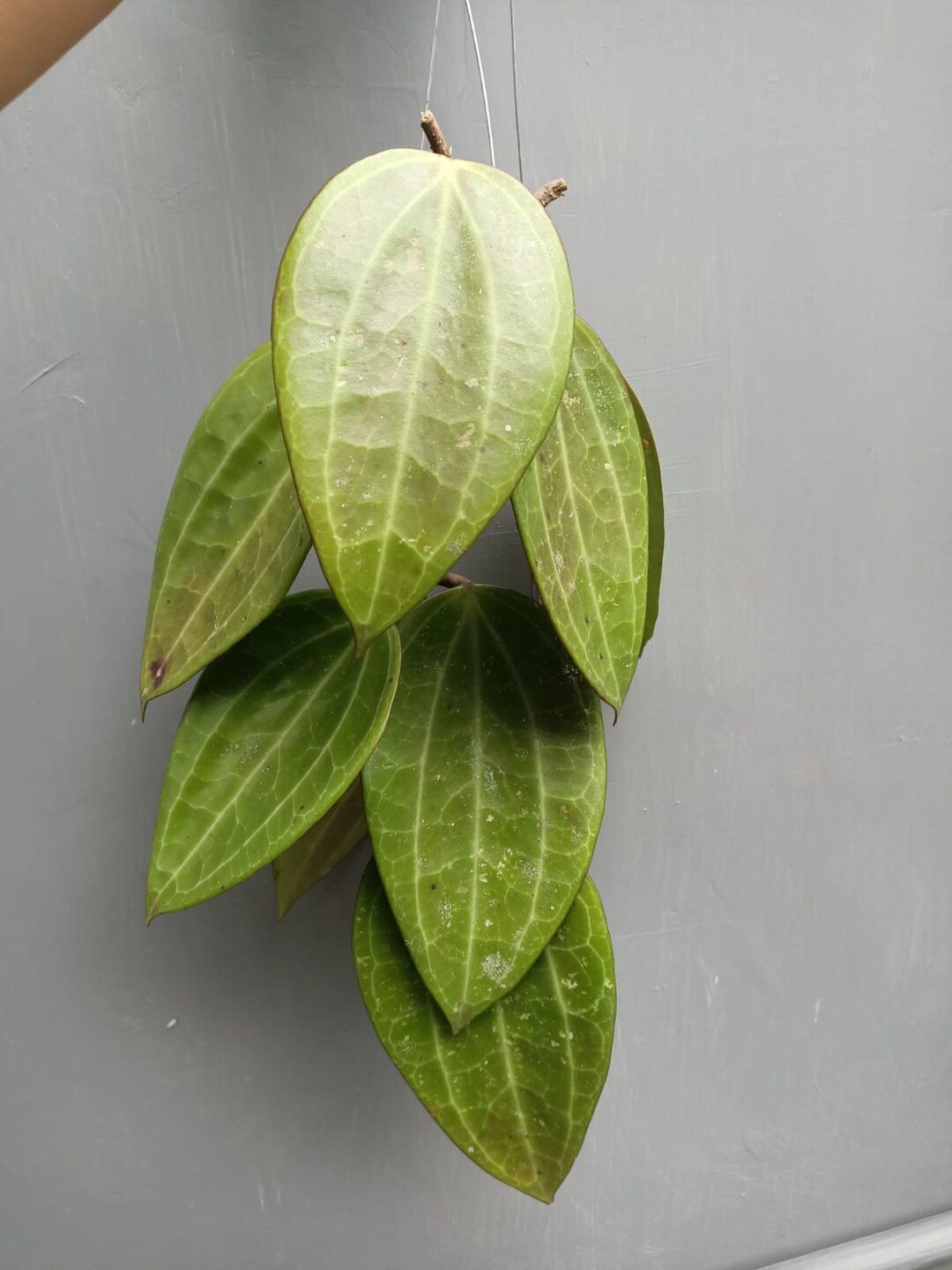 Hoya Macrophylla the Most Unique Hoya Flower Rare to Find! - Etsy