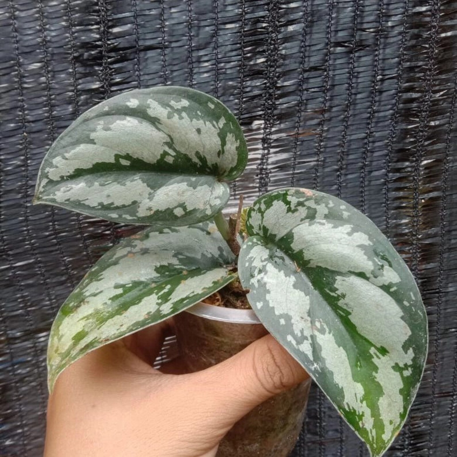 Wholesale Scindapsus Silver Princess Free Phytosanitary Certificate ...