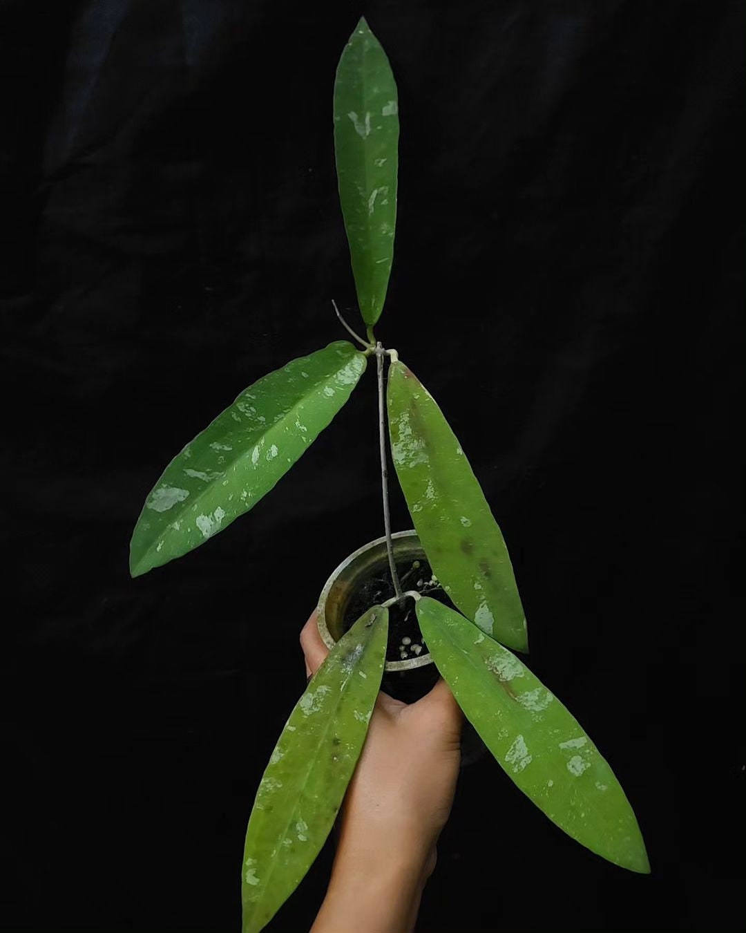 Hoya Dahlia the Most Unique Hoya Flower Rare to Find! Free ...