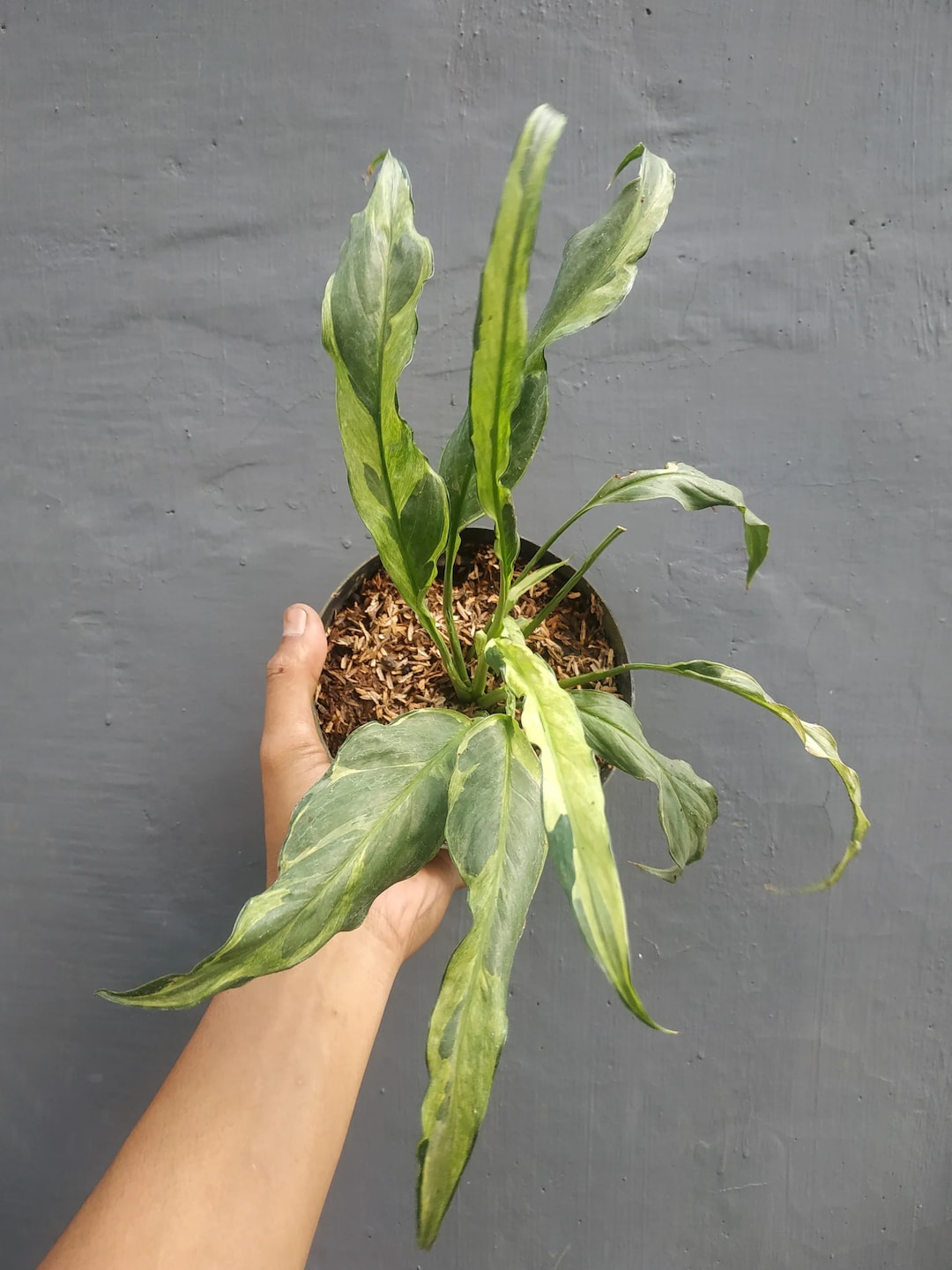 Spathiphyllum Curly Aurea Yellow Variegated Free Phytosanitary Certificate Fast Shipping by DHL ...