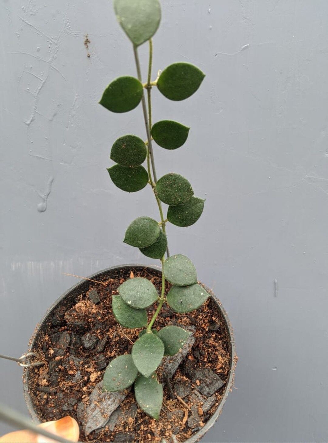 Wholesale Hoya Boycei the Most Unique Hoya Flower Rare to Find! Free ...
