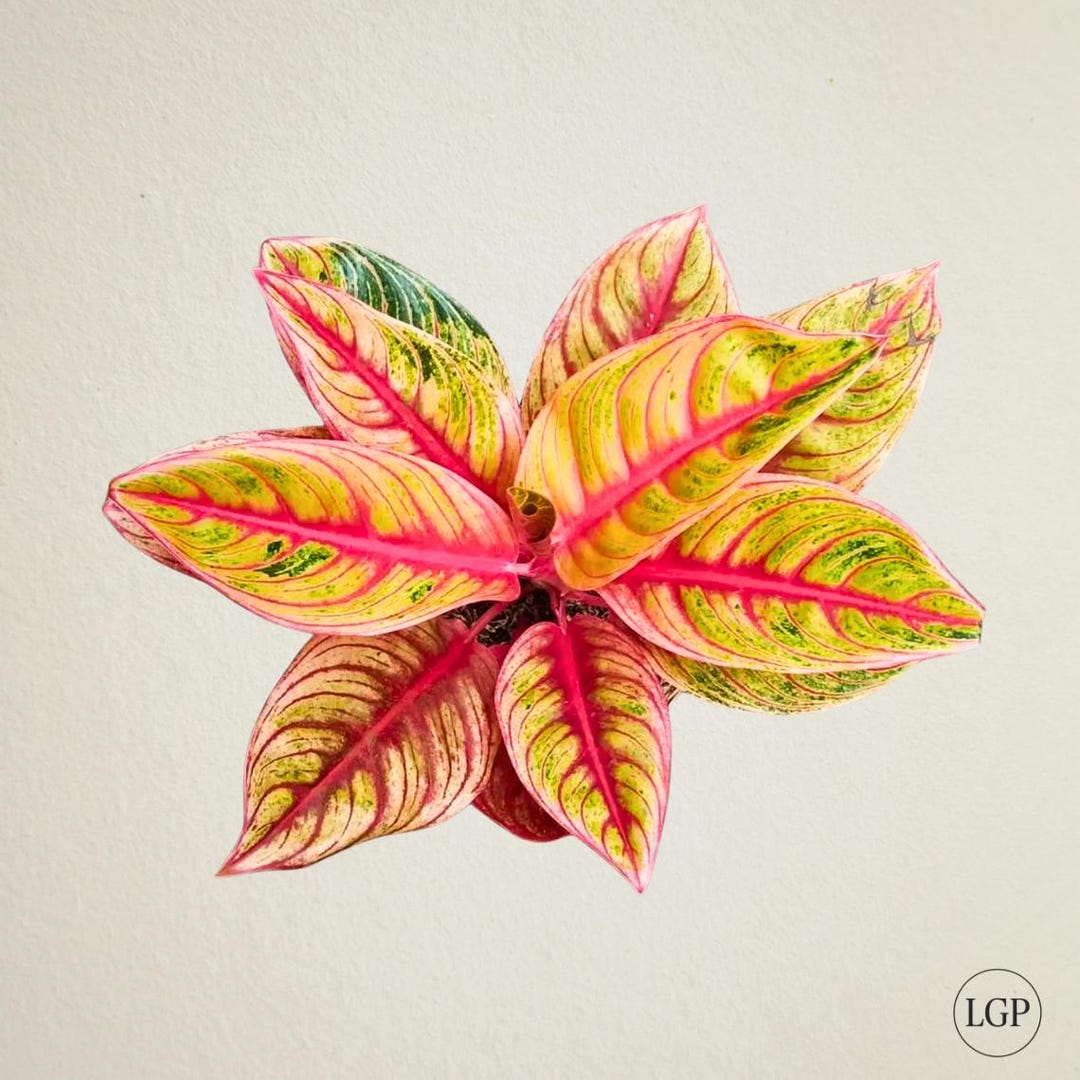 Aglaonema Red Nancy Rare Tropical Plant With Phytosanitary Certificate ...
