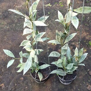 Hoya Lacunosa Leopard Skin the Most Unique Hoya Flower Rare to Find ...