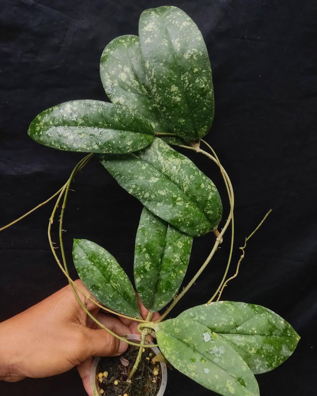 Hoya Forbesii Splash the Most Unique Hoya Flower Rare to Find! Free ...