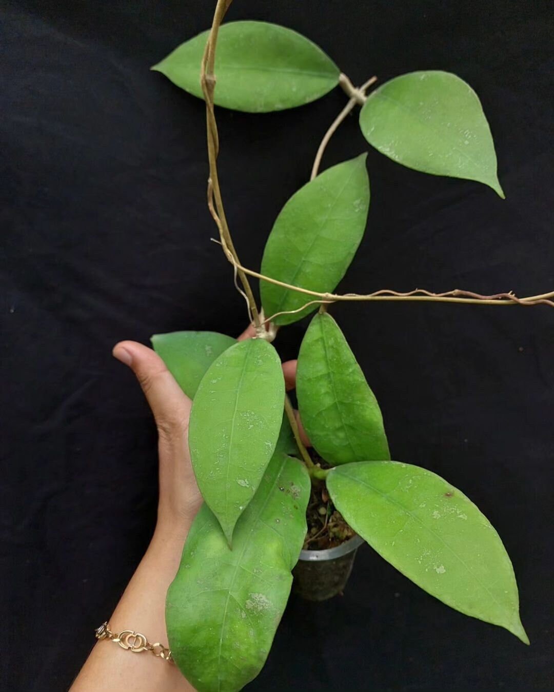 Hoya Lambii Green the Most Unique Hoya Flower Rare to Find! Free ...