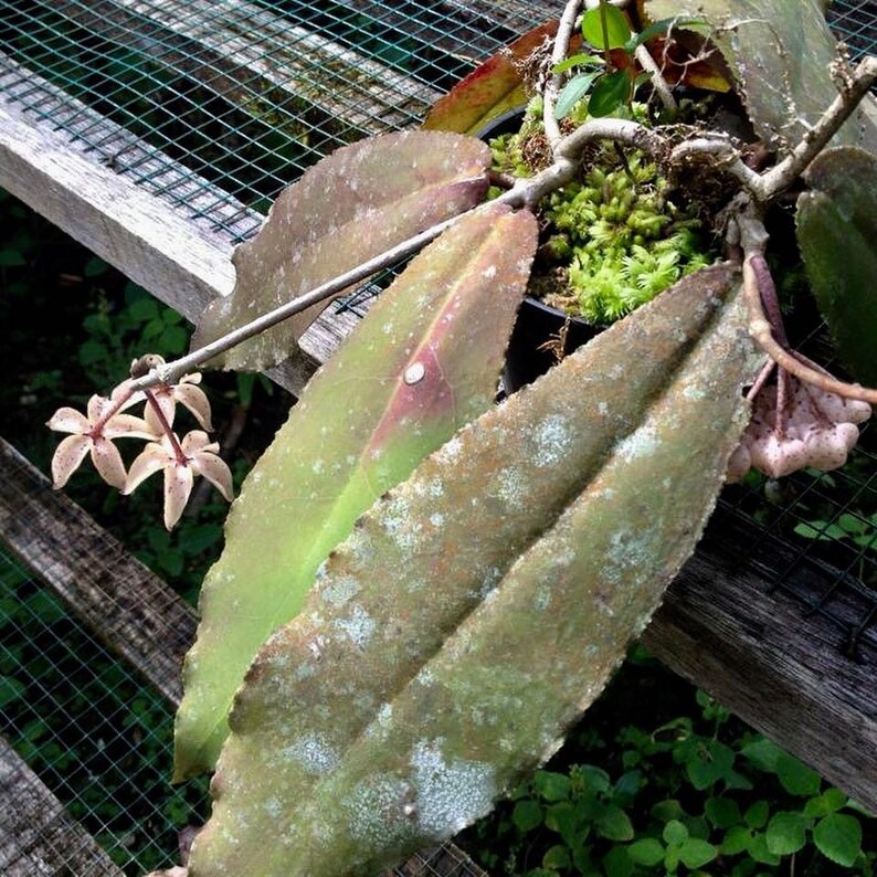 Hoya Undulata Red Leaves Very Cheap Free Phytosanitary Certificate Fast ...