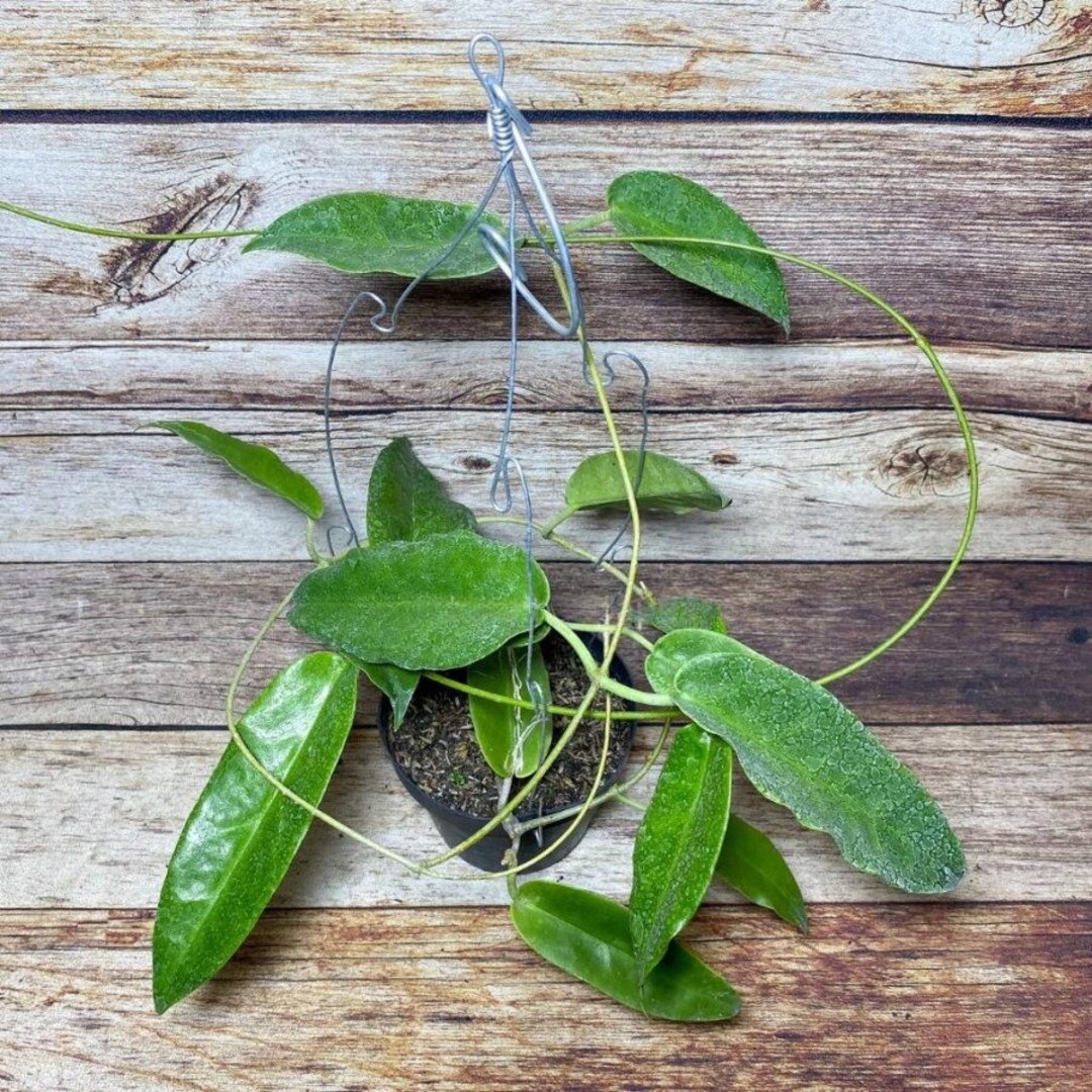 Hoya Archboldiana the Most Unique Hoya Flower Rare to Find! Free ...