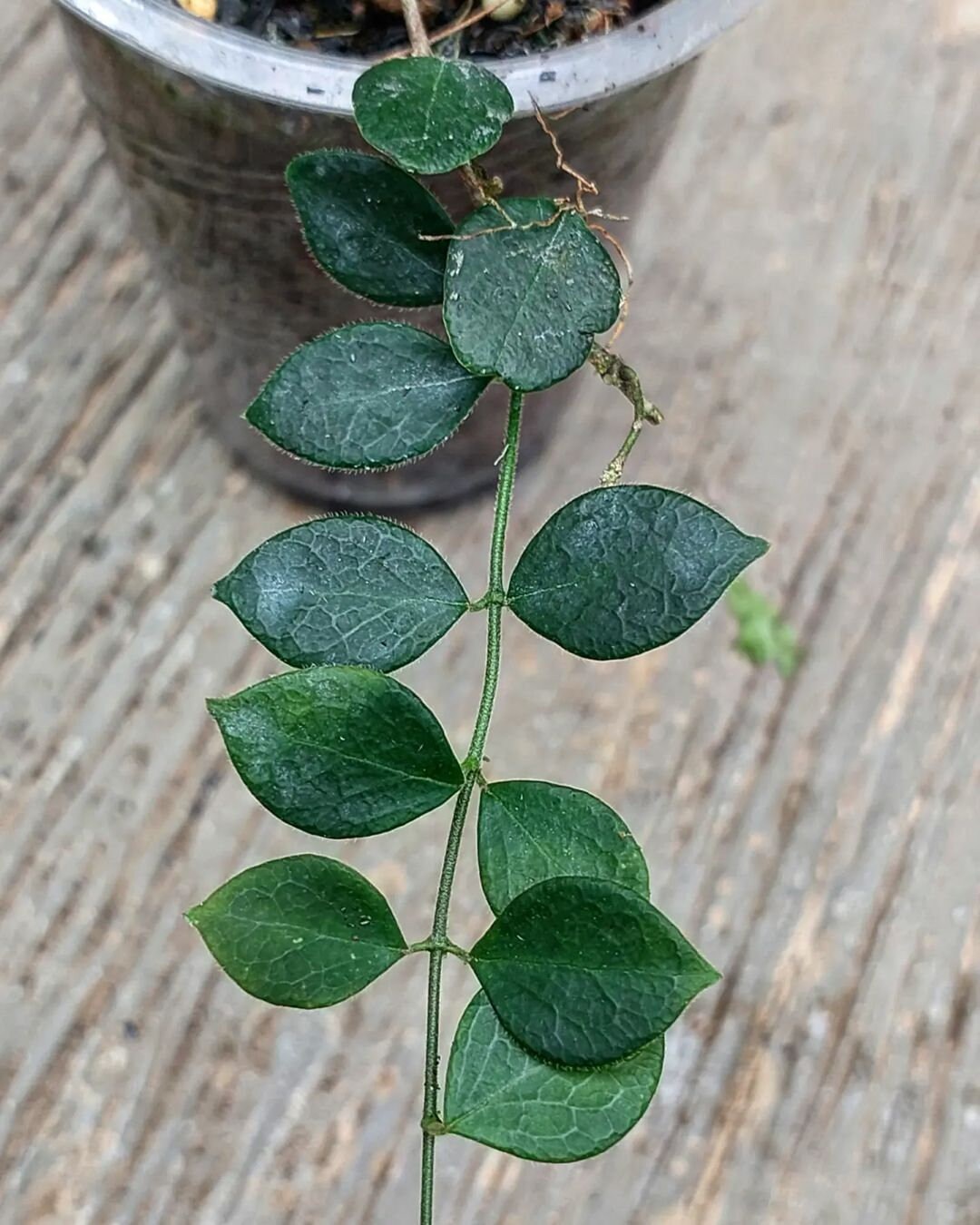 Hoya Mini Papua the Most Unique Hoya Flower Rare to Find! Free ...