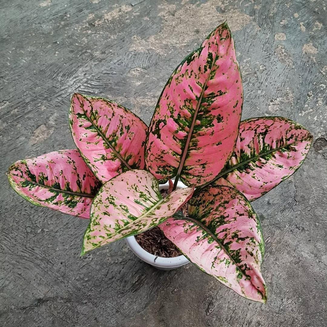 Aglaonema Ruby Fanta Beautiful Leaves Rare to Find! Free Phytosanitary ...