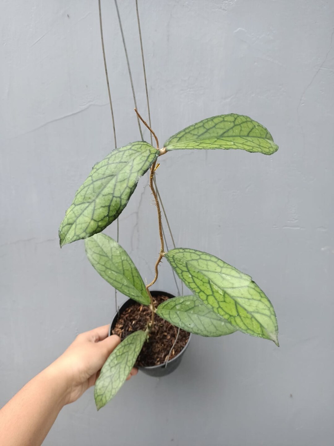 Hoya Sp Lampung the Most Unique Hoya Flower Rare Free Phytosanitary ...