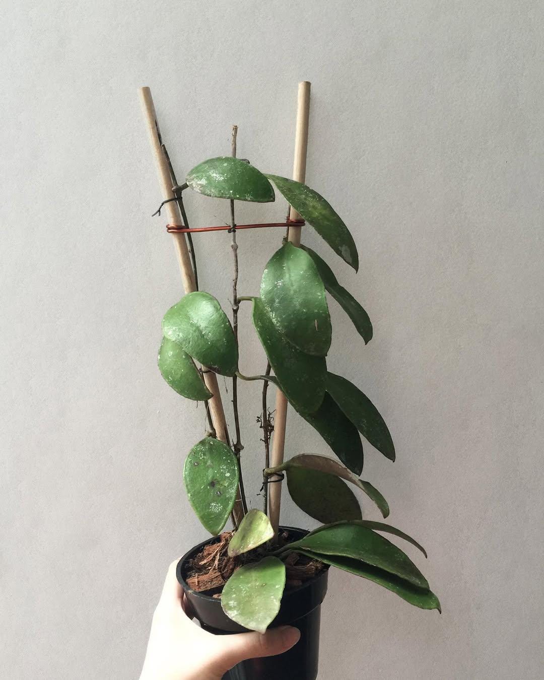 Wholesale Hoya Benchaii the Most Unique Hoya Flower Rare to Find! Free ...