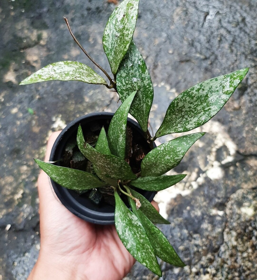 Hoya Parviflora Splash the Most Unique Hoya Flower Rare to Find! Free ...