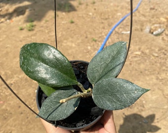 Hoya Glabra Red the Most Unique Hoya Flower Rare Free Phytosanitary ...