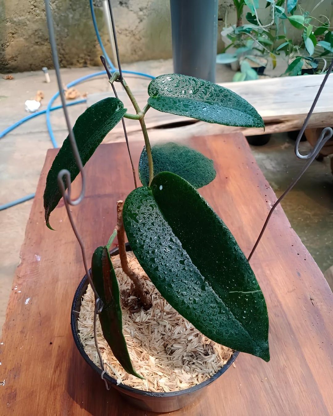 Hoya Onychoides the Most Unique Hoya Flower Rare to Find! - Etsy