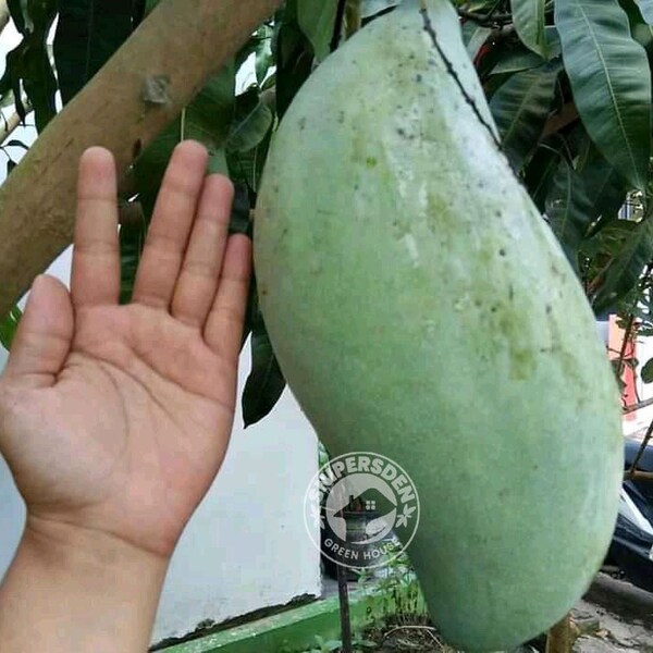 Mango Tree Grafted - Etsy