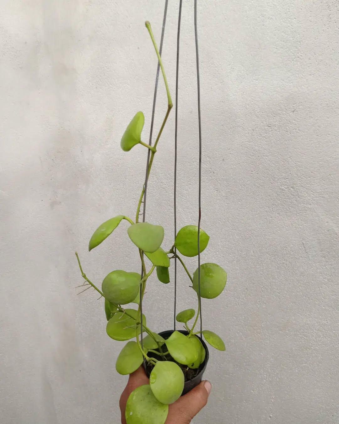 Hoya Kastbergii the Most Unique Hoya Flower Rare to Find! Free ...