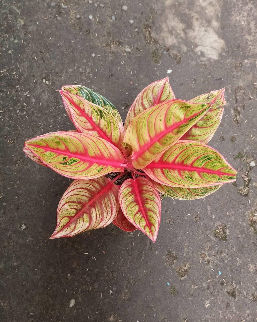 Aglaonema Red Nancy Beautiful Leaves Rare to Find! Free Phytosanitary ...