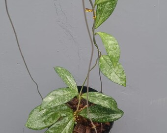 Hoya Crassipetiolata Splash - Etsy