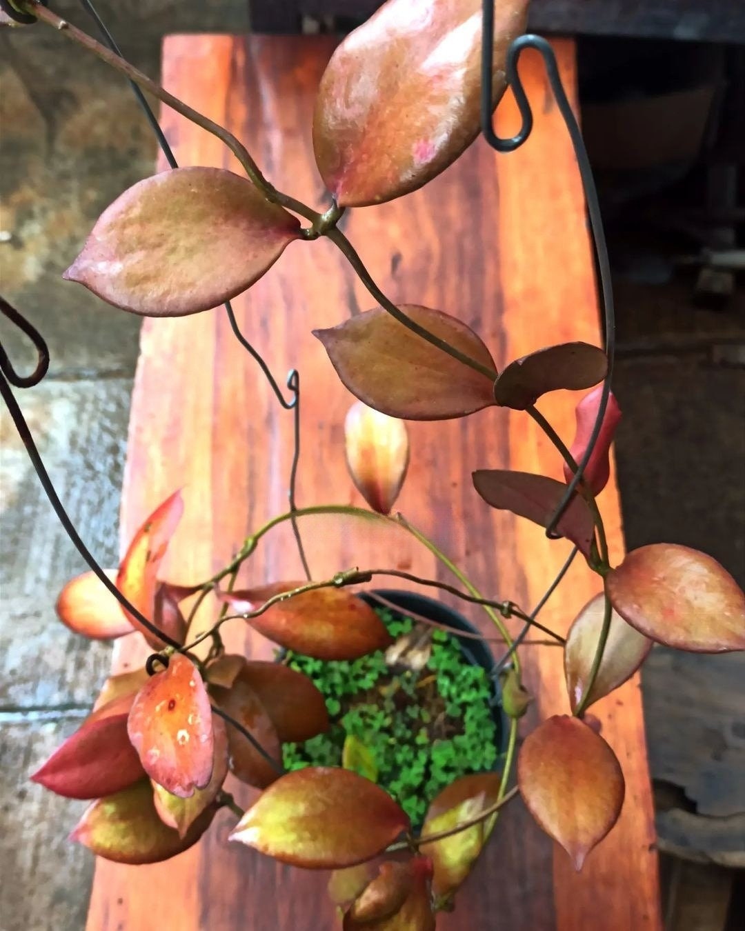 Hoya Anulata Red Sp Papua Lush the Most Unique Hoya Flower Rare to Find ...