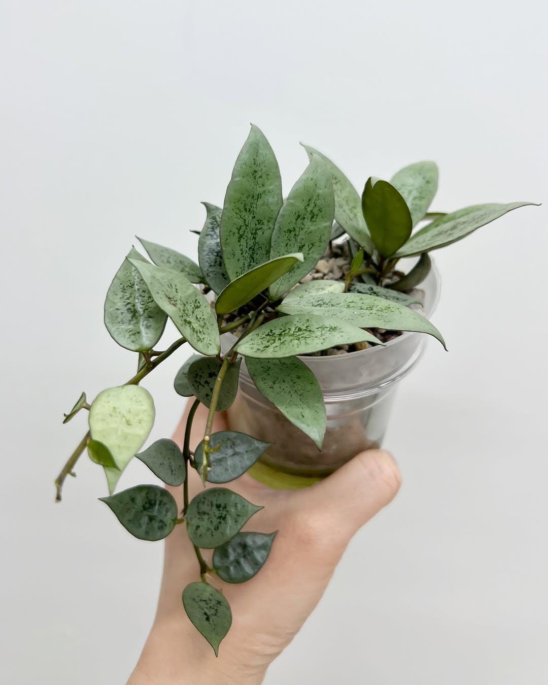 Hoya Lacunosa Leopard Skin the Most Unique Hoya Flower Rare to Find ...