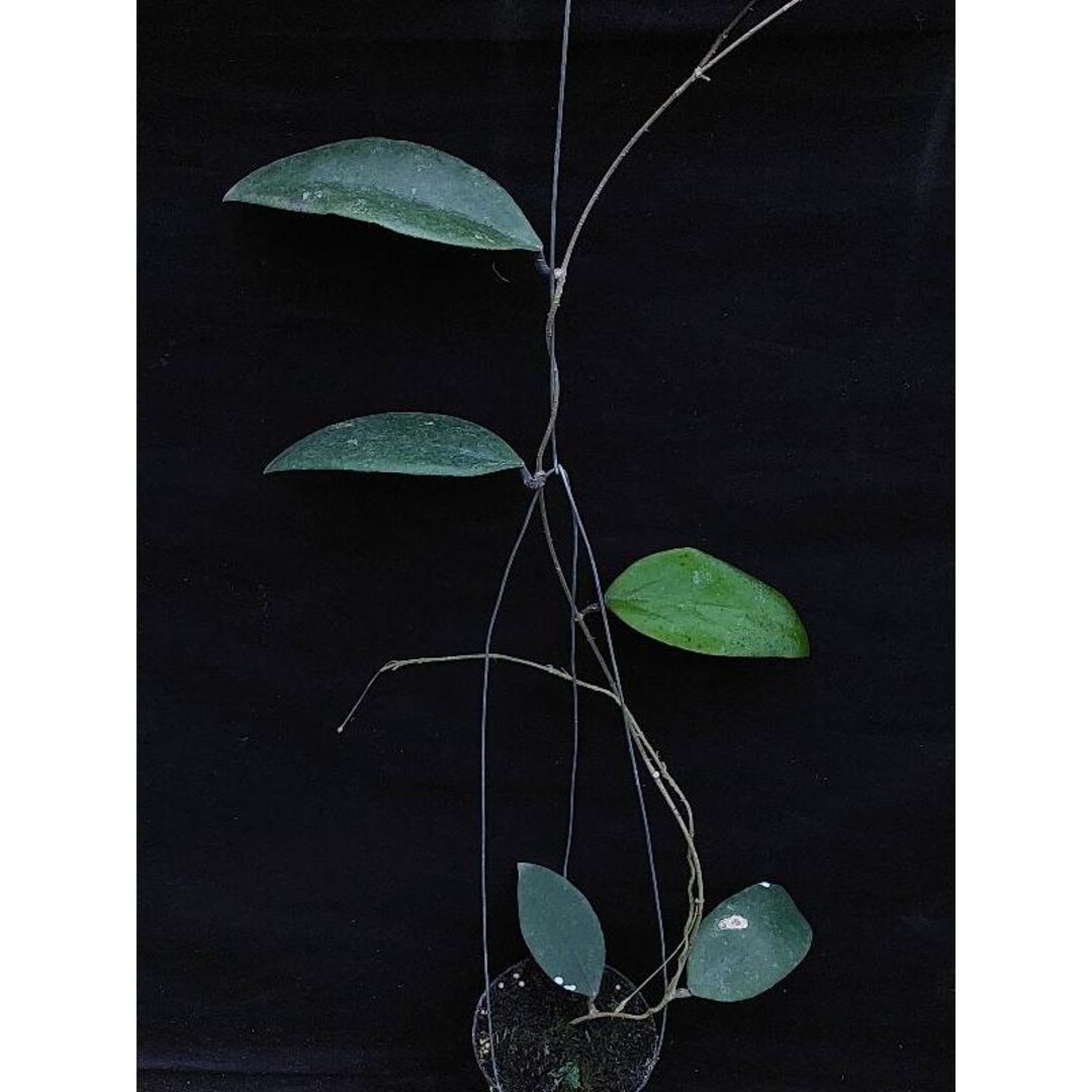 Hoya Towutiensis the Most Unique Hoya Flower Rare to Find! Free ...