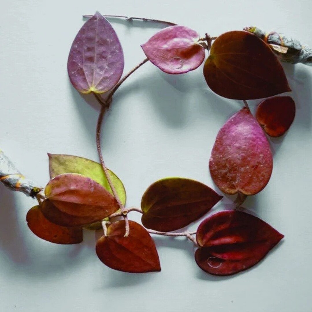 Hoya Glabra Red the Most Unique Hoya Flower Rare Free Phytosanitary ...