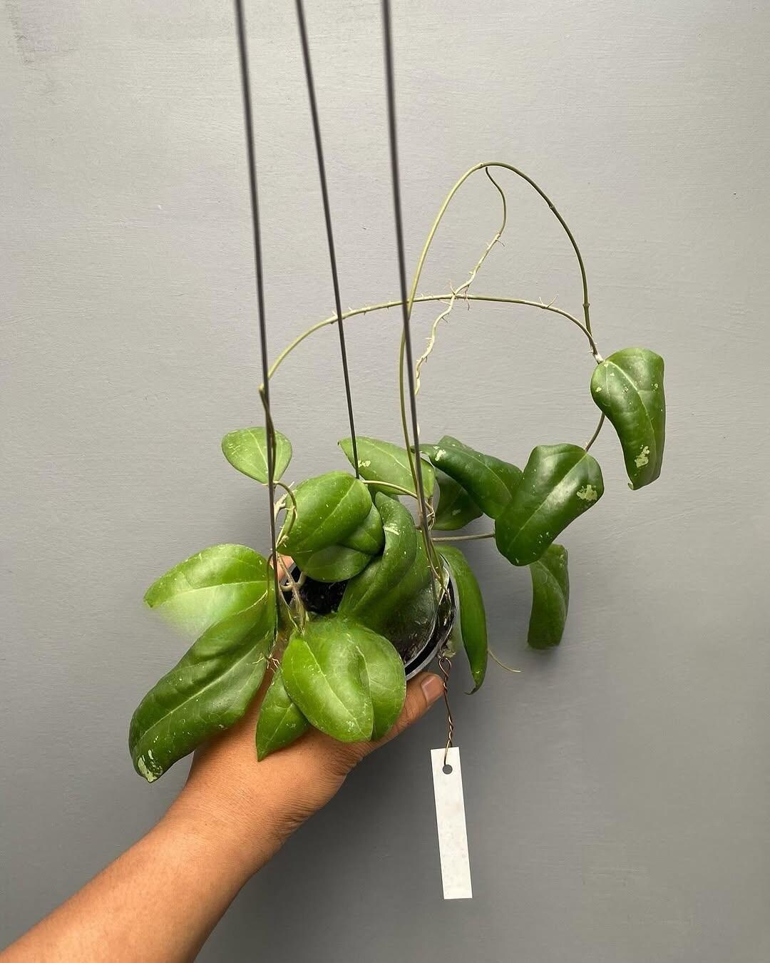 Hoya Batutikarensis the Most Unique Hoya Flower Rare to Find! Fast ...