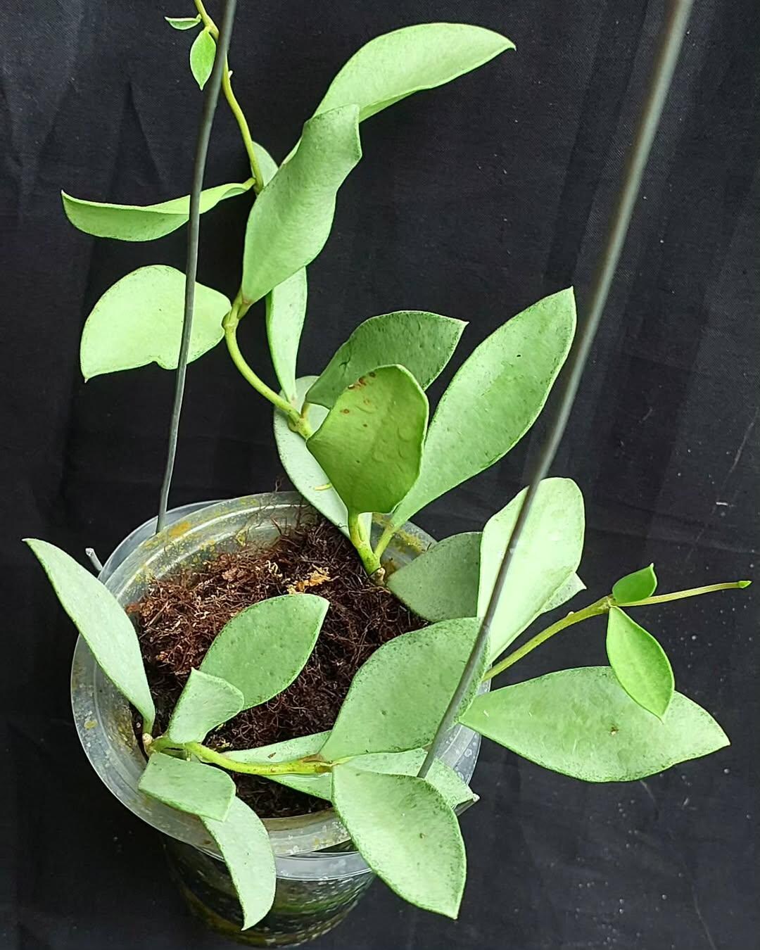 Hoya Nummularioides Silver the Most Unique Hoya Flower Rare to Find - Etsy
