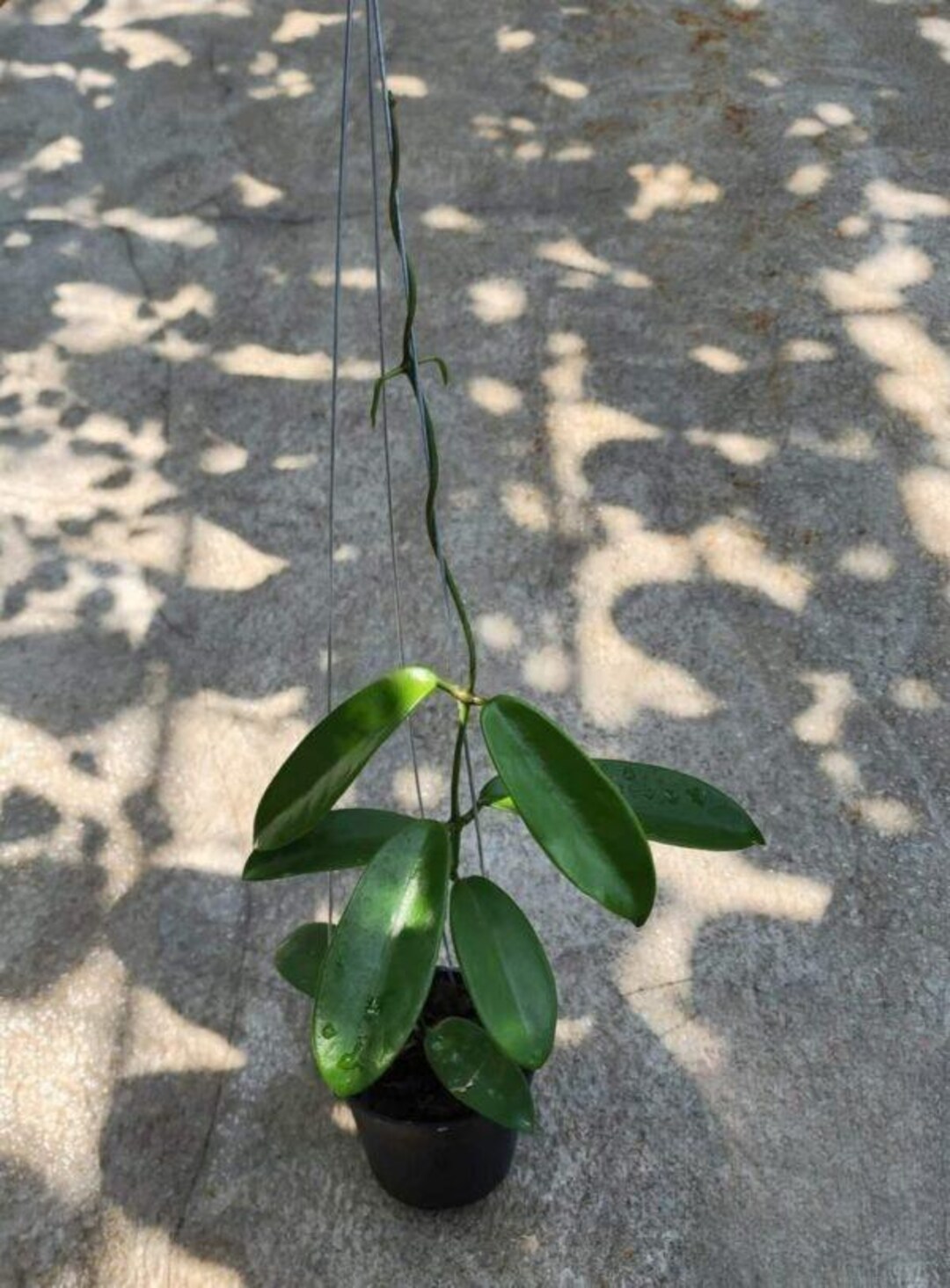 Hoya Meliflua the Most Unique Hoya Flower Rare to Find! - Etsy