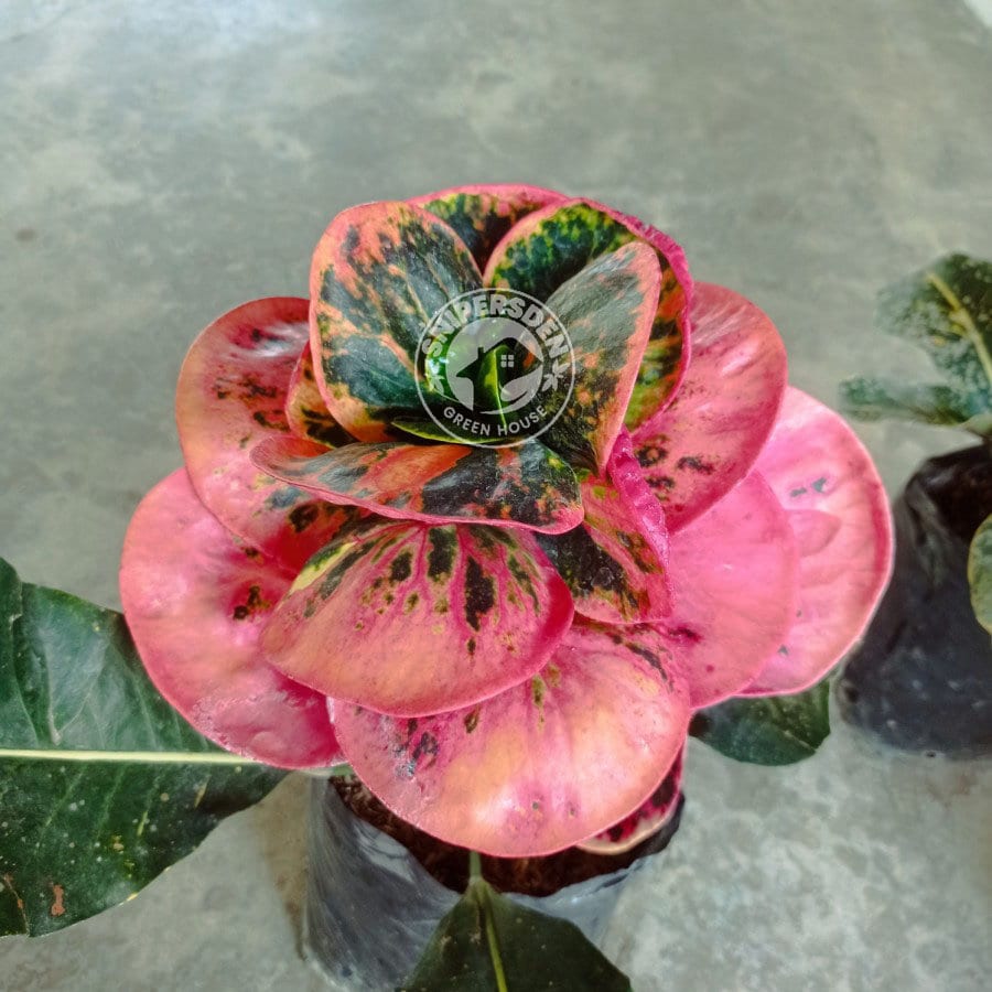 Codiaeum Variegatum Croton Rose Marry Free Phytosanitary Certificate ...