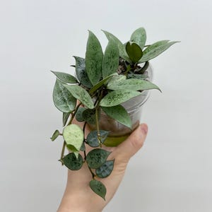 Hoya Lacunosa Leopard Skin the Most Unique Hoya Flower Rare to Find ...