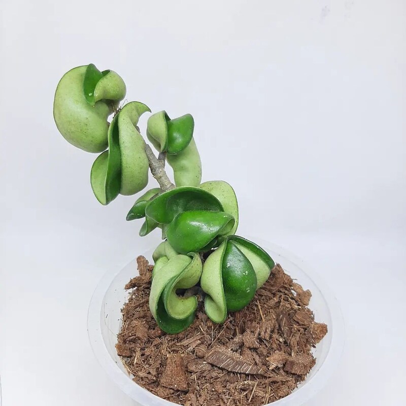Hoya Compacta - Etsy