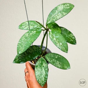 Hoya Diversifolia Splash the Most Unique Hoya Flower Rare to Find! - Etsy