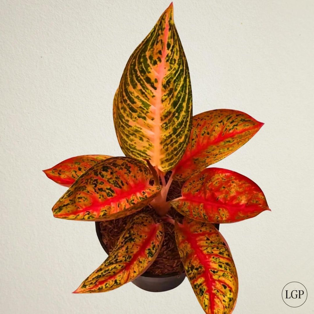 Aglaonema Red Legacy Rare Tropical Plant - Etsy