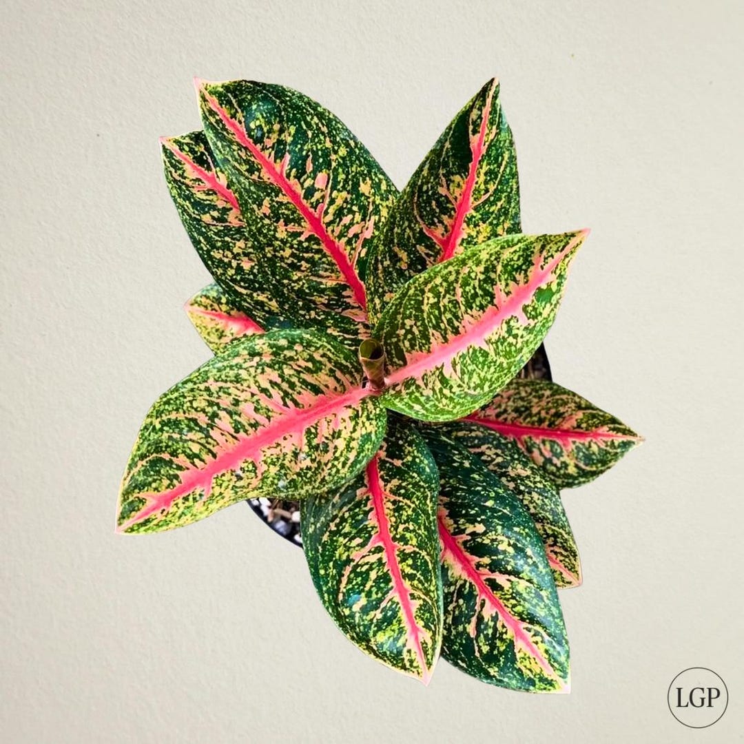 Aglaonema Angelina Plant Rare Colorful Foliage - Etsy