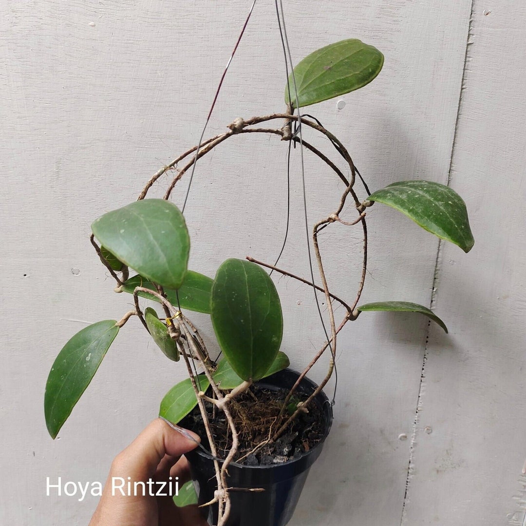 Hoya Rintzii the Most Unique Hoya Flower Rare Free Phytosanitary ...