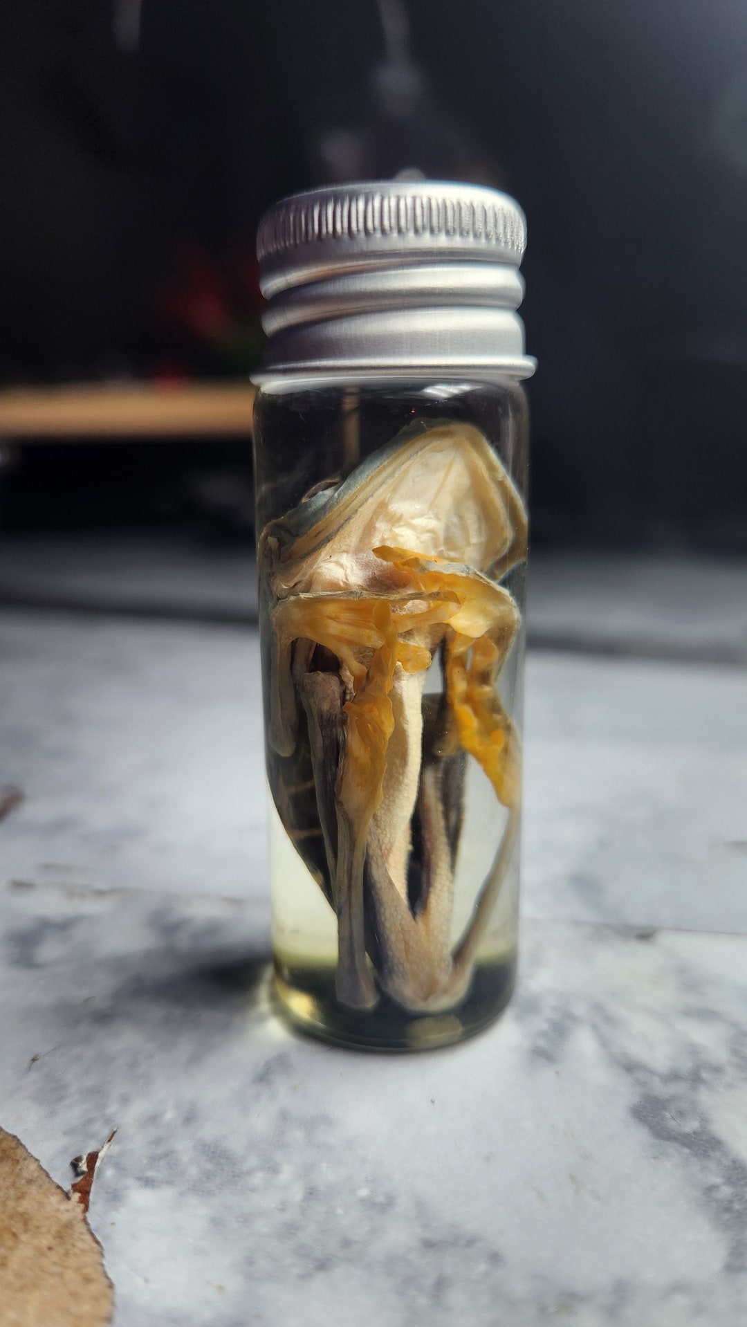 Preserved Red Eyed Tree Frog Wet Specimen - Etsy