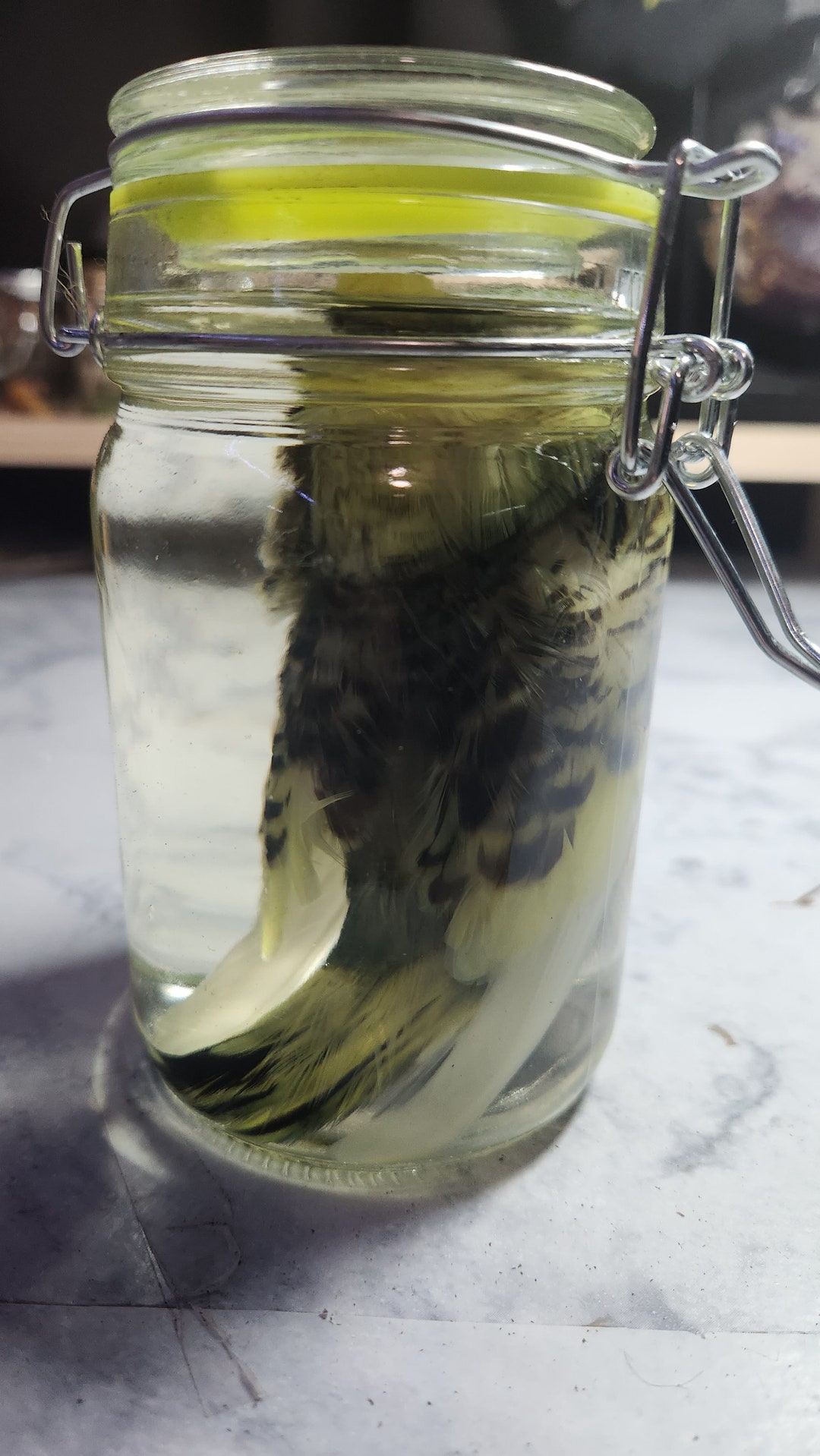 Preserved Budgie Wet Specimen - Etsy