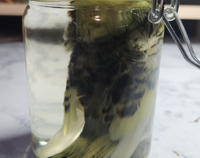 Preserved Budgie Wet Specimen - Etsy